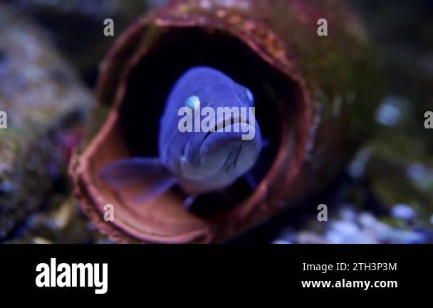 Blue lancet fish peeking out of an amphora in an aquarium. High quality ...