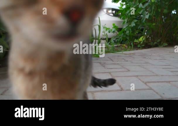 Nosy cat Stock Videos & Footage - HD and 4K Video Clips - Alamy