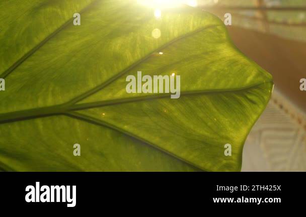 Beautiful texture and vein pattern of a vibrant green leaf. Detailed ...