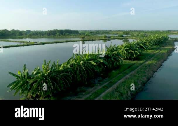 Nile farming Stock Videos & Footage - HD and 4K Video Clips - Alamy
