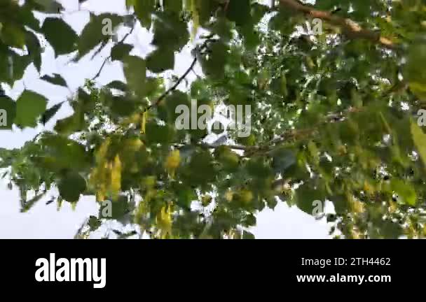Dalbergia sissoo tree fruits. This tree, known commonly asNorth Indian ...