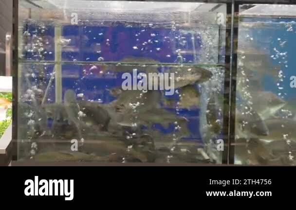 Live fish trout and carp swim in aquarium in supermarket or restaurant ...