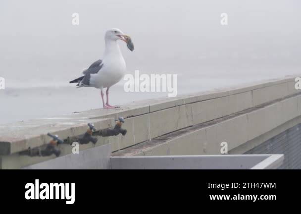 Seagull bird eating fish, water in haze, Ocean Beach pier, foggy ...