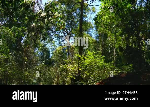 Tree cut down rainforest Stock Videos & Footage - HD and 4K Video Clips ...