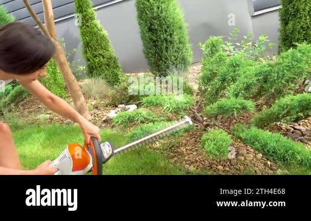 Young beautiful girl cuts juniper in the garden. A woman with a brush ...