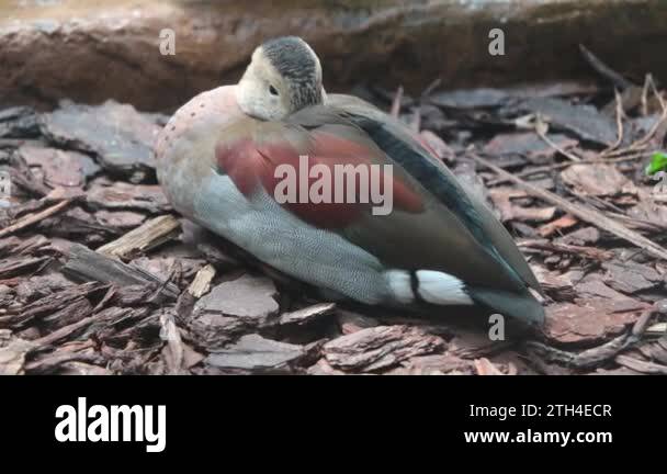 Beak under plumage Stock Videos & Footage - HD and 4K Video Clips - Alamy