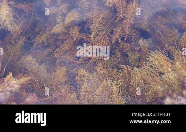 Seaweed, algae, sea vegetables under water. 4k footage Stock Video ...