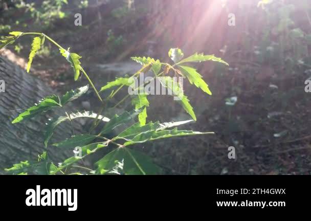 Azadirachta indica or neem tree waved their leaves in wind and sun rays ...