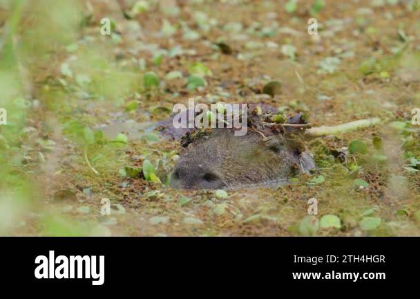 Wild capybara half submerged under swampy water, camouflaged and ...