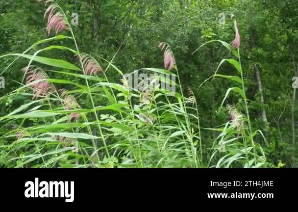 Invasive phragmites tall grass Stock Videos & Footage - HD and 4K Video ...