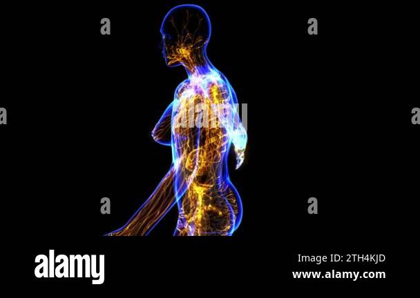 Lymphatic system computer illustration Stock Videos & Footage - HD and ...