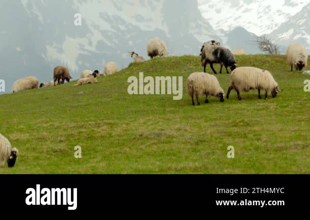 Sheep in the alps Stock Videos & Footage - HD and 4K Video Clips - Alamy