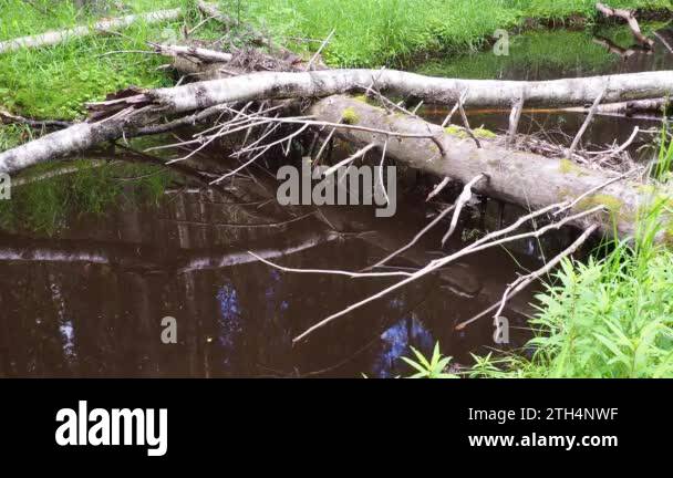 Beaver dam bridge Stock Videos & Footage - HD and 4K Video Clips - Alamy