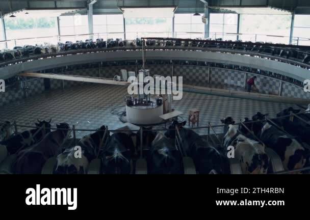 Technological cow milking rotary carousel in modern automatic cowshed ...
