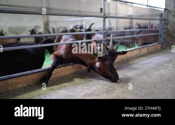 Lean floor Stock Videos & Footage - HD and 4K Video Clips - Alamy