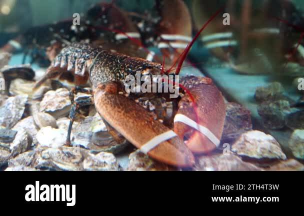 Crayfish with bound claws sits on rocks at the bottom of the aquarium ...