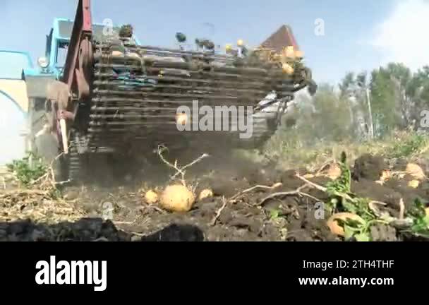 Potato harvesting. potato harvester. Farm machinery, tractor with ...