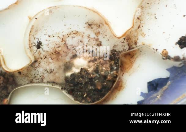 Poorly pet Stock Videos & Footage - HD and 4K Video Clips - Alamy