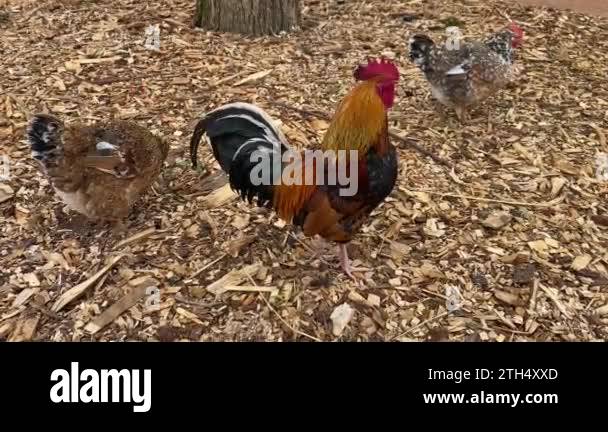 The Cochin large domestic chicken on the farm in South Africa. It ...