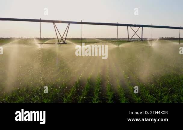 Irrigation of agricultural field. Water sprinkler system working on ...