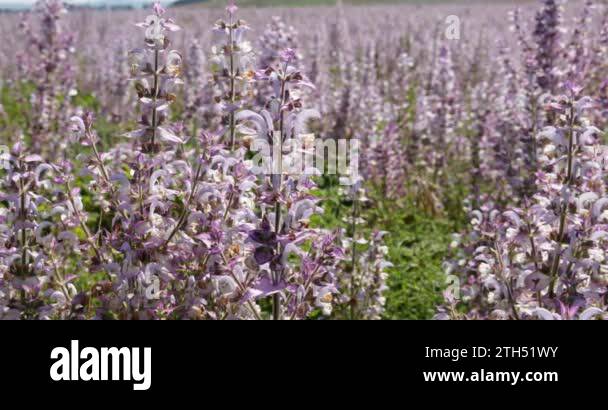 Salvia sclarea, the clary or clary sage. The plant has a lengthy ...