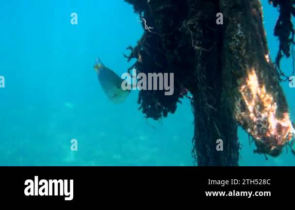 Underwater video of golden rabbitfish eating some food from trash in ...
