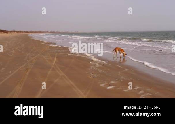 Dog time lapse at the beach. Jinack Island, The Gambia Stock Video ...