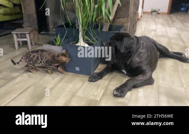 Cat meets dog Stock Videos & Footage - HD and 4K Video Clips - Alamy