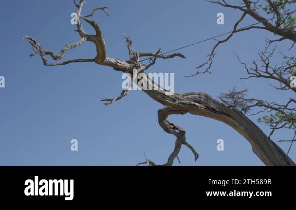 A close-up shot of the withered branches of the thousand-year-old oak ...