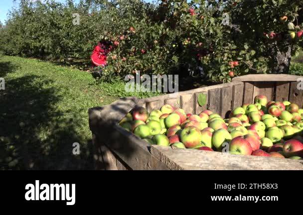 Apple tree in container Stock Videos & Footage - HD and 4K Video Clips ...