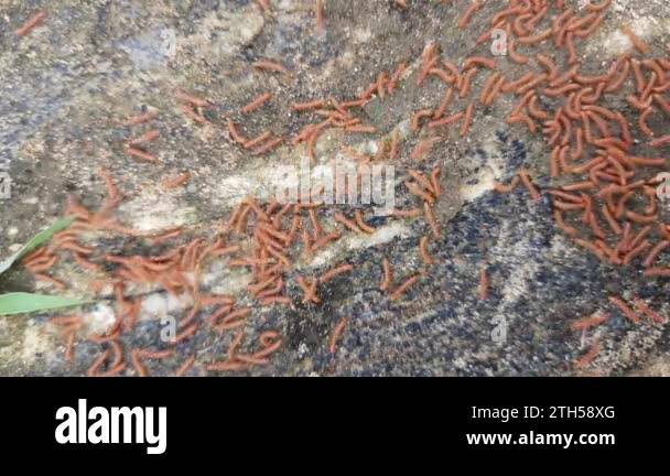 Millipedes walking in rainy season. A swarm of Red Millipedes. It is a ...