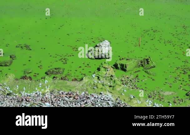 Water covered with green algae. River green algae bloom background ...