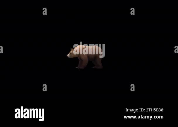 Brown Bear Looking Around animation with transparent (alpha) background ...
