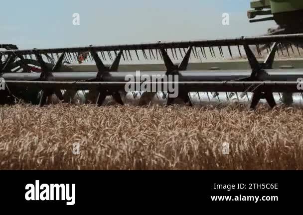 The combine mower mechanism cuts the spikelets of wheat. Agricultural ...