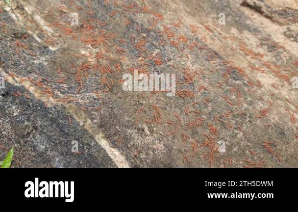 Millipedes walking in rainy season. A swarm of Red Millipedes. It is a ...