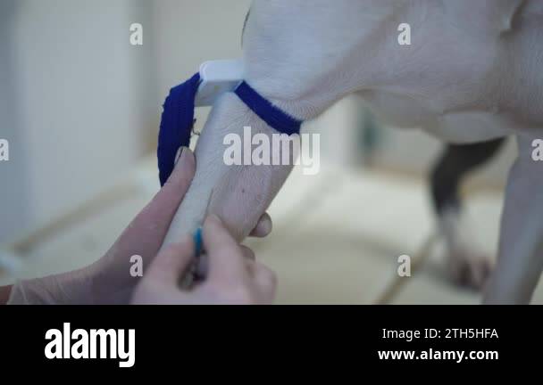 Close-up injecting syringe needle and taking blood sample of dog in ...