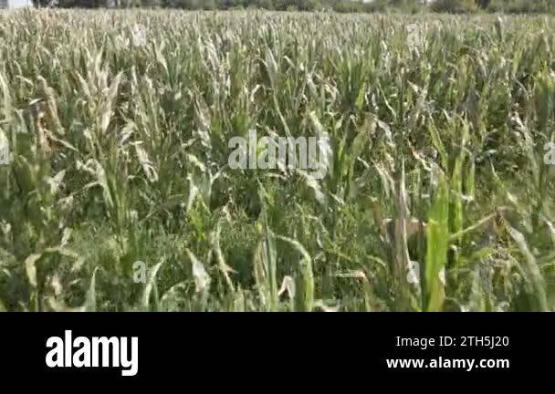 Close up aerial view corn plants wilting after wrong applying herbicide ...