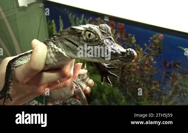 Crocodile caiman Stock Videos & Footage - HD and 4K Video Clips - Alamy