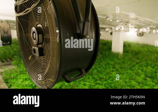 Beautiful fan weed Stock Videos & Footage - HD and 4K Video Clips - Alamy