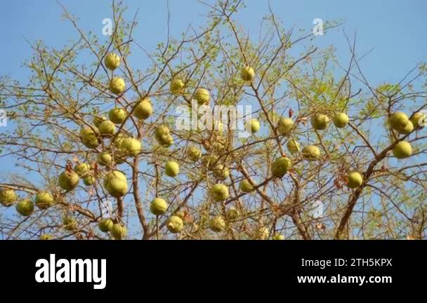 Sacred shiva tree Stock Videos & Footage - HD and 4K Video Clips - Alamy