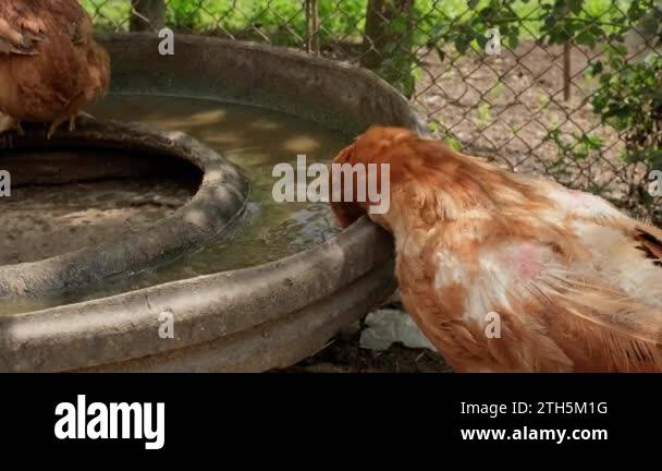 Farm fresh chickens Stock Videos & Footage - HD and 4K Video Clips - Alamy