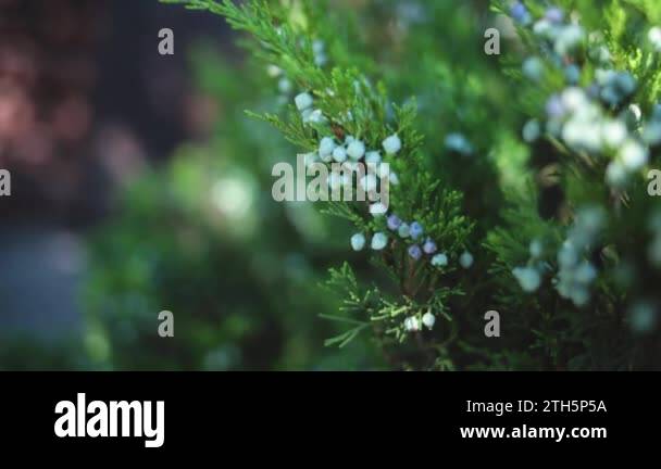 Thuja occidentalis, northern white cedar, eastern white cedar, or ...