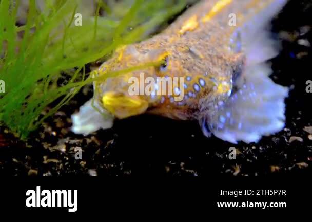 The Sailfin dragonet (Callionymus pusillus), male of a beautiful fish ...