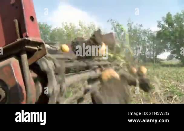 Potato harvesting. potato harvester. Farm machinery, tractor with ...