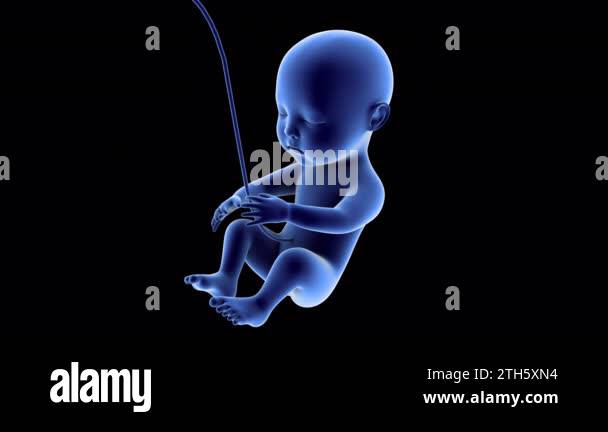 Fetus 3d Stock Videos & Footage - HD and 4K Video Clips - Alamy