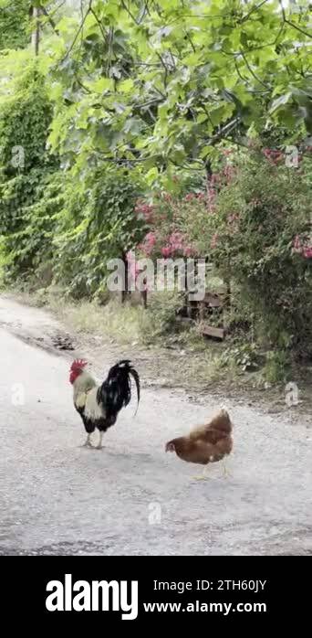 Pink rooster Stock Videos & Footage - HD and 4K Video Clips - Alamy