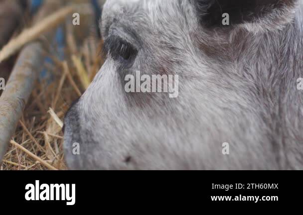Latvian blue cow rests in the stable. The blue young calf is on the ...