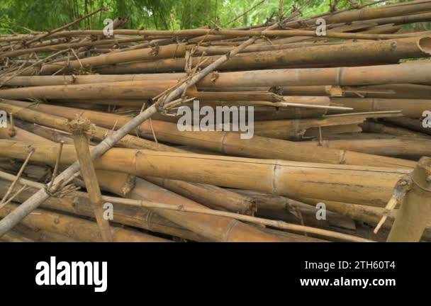 Cut Bamboos are lying, bamboo plants are evergreen perennial flowering ...