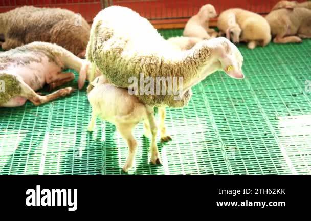 Sheep lamb with tail Stock Videos & Footage - HD and 4K Video Clips - Alamy