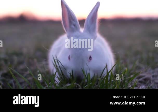 Beautiful rabbits eating food, grass on nature background. Cute white ...